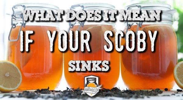 "My SCOBY Sank!" Don't Panic, Your Kombucha Brew is Safe