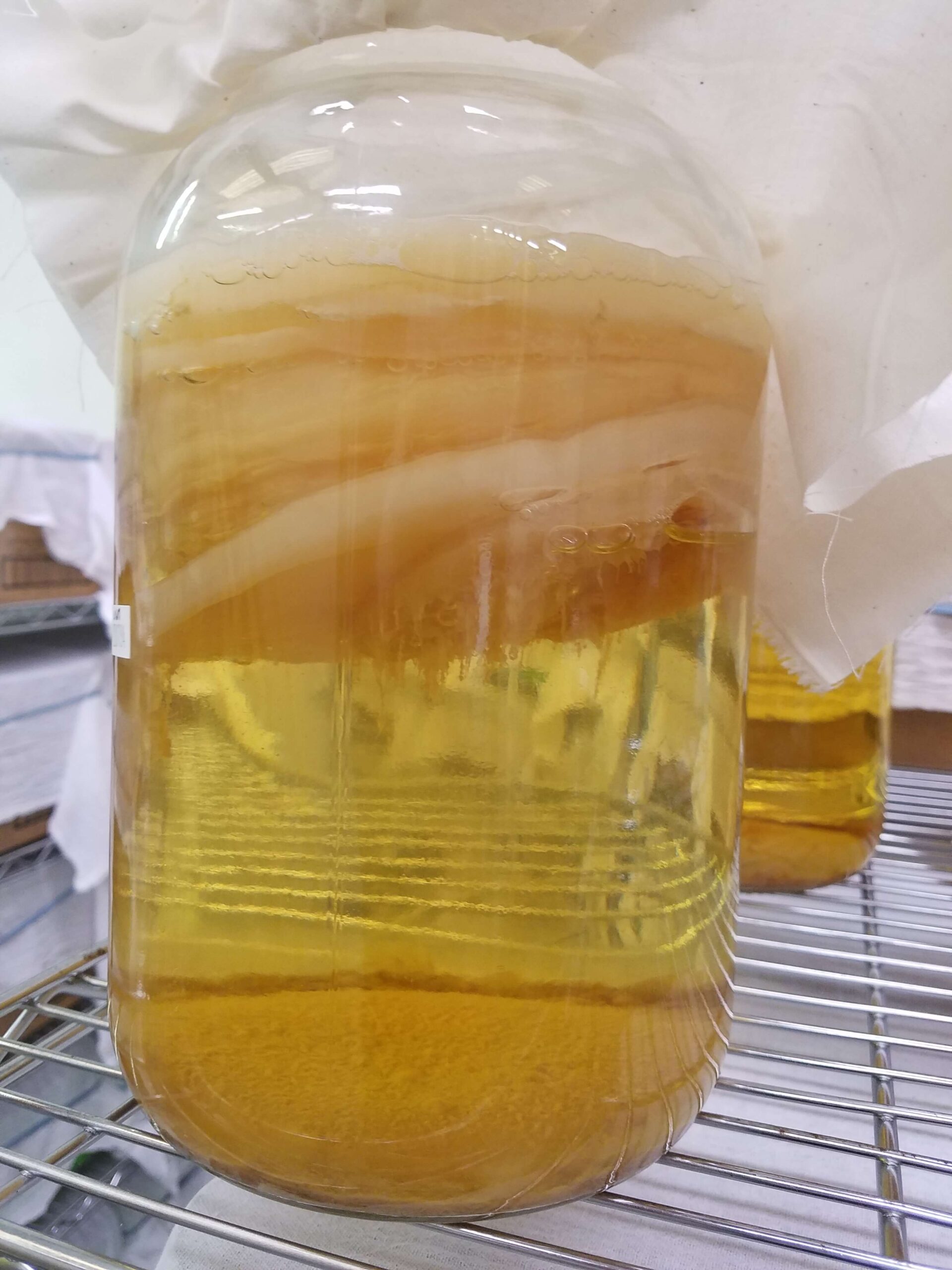 FAQ: What's the White Waxy Layer Growing on my Kombucha Brew