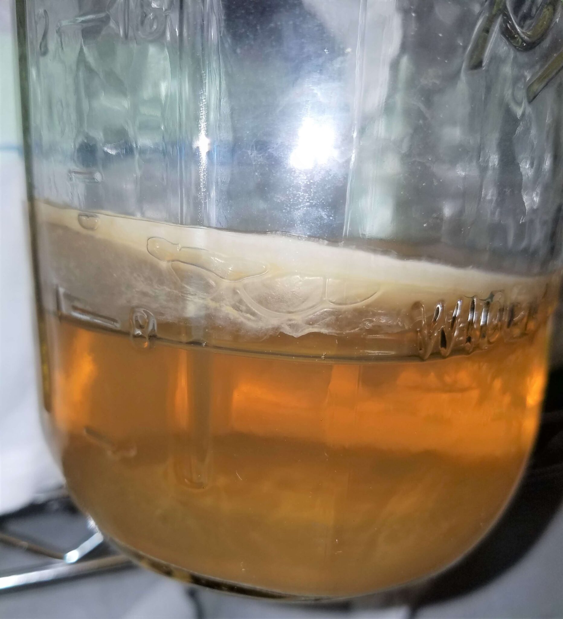 FAQ: What's the White Waxy Layer Growing on my Kombucha Brew