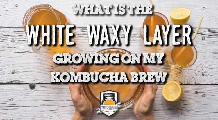 FAQ: What's the White Waxy Layer Growing on my Kombucha Brew