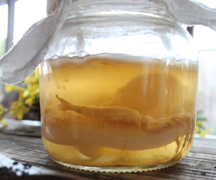 FAQ: What's the White Waxy Layer Growing on my Kombucha Brew