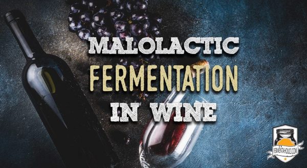 Malolactic Fermentation: Ultimate Role of MLF in Winemaking