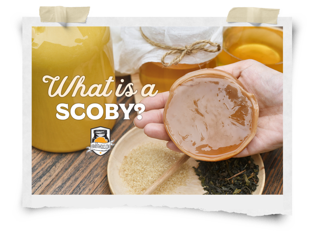 "What is a SCOBY?" Kombucha 101: Essential Guide in Kombucha Brewing
